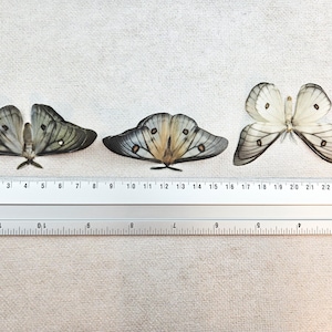 Ghost Silk Moths Mix of 3, Gothic Style Moths With Layered Wings ...