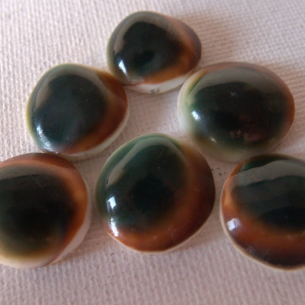 Operculum Shell - Etsy