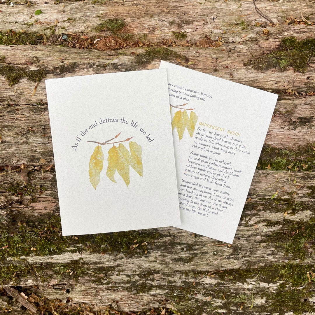 Marcescent Beech Card Design 2, Original Watercolor Illustration ...