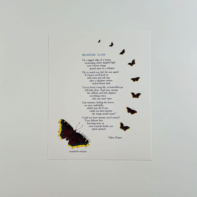 Mourning Cloak Poetry Broadside Art Print (frame Not Included ...