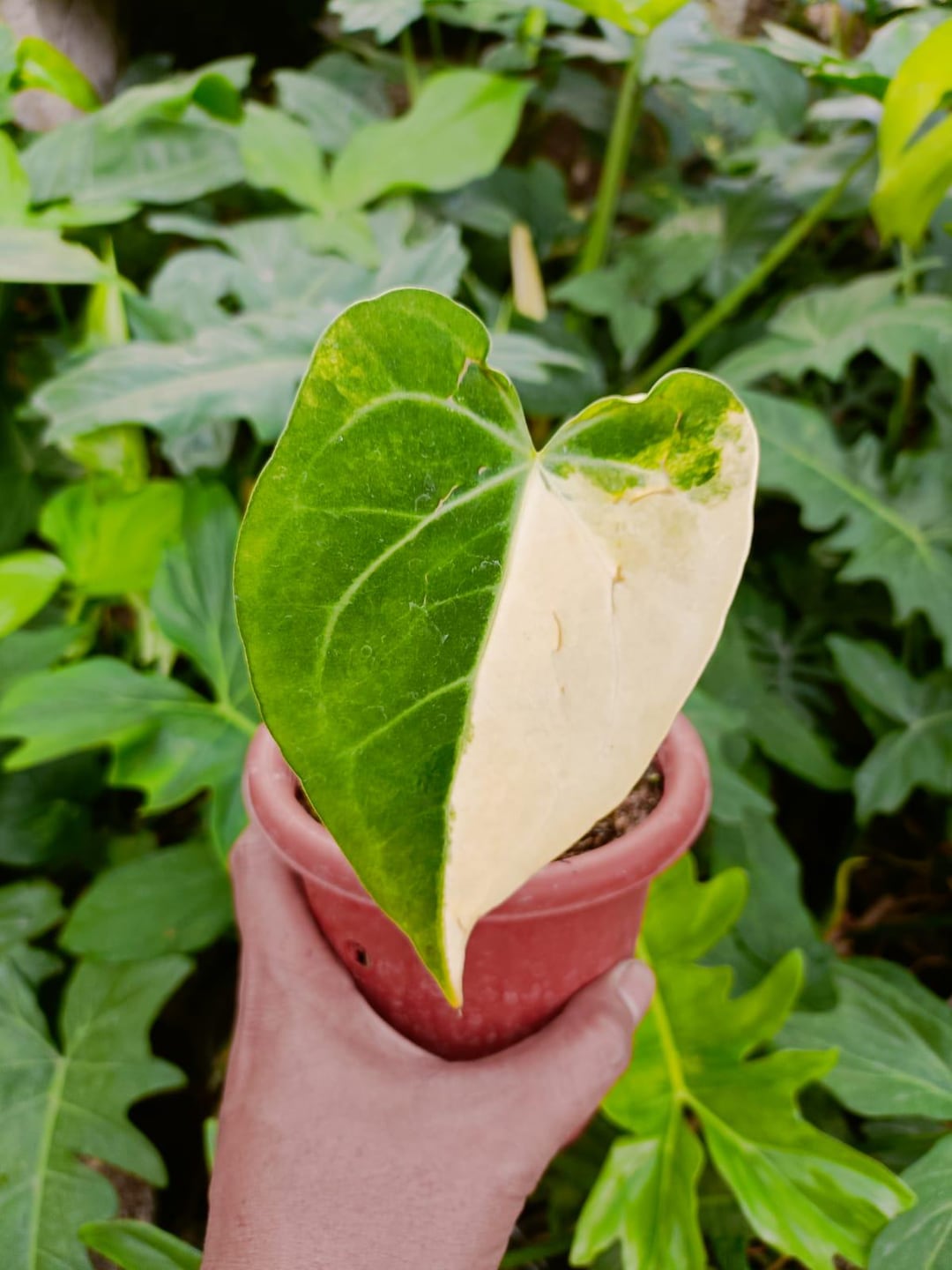 Anthurium Clarinervium Variegated Aroid Variegated Plan Gift - Etsy