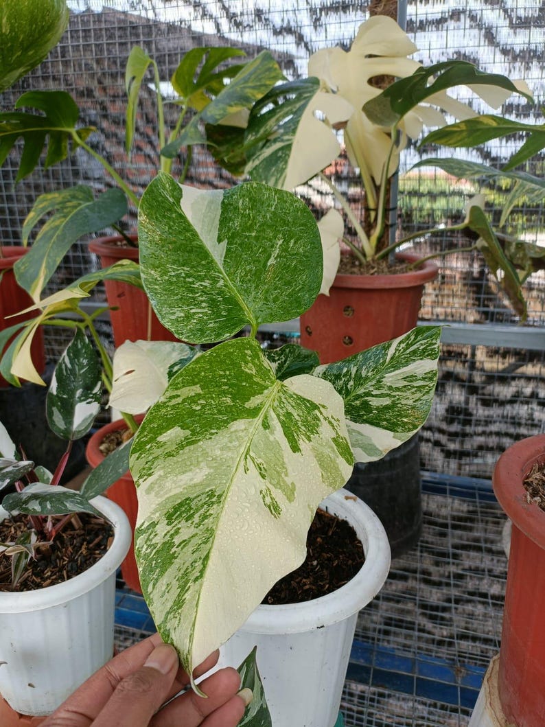 Monstera White Tiger Aroid Variegated Plant Gift - Etsy