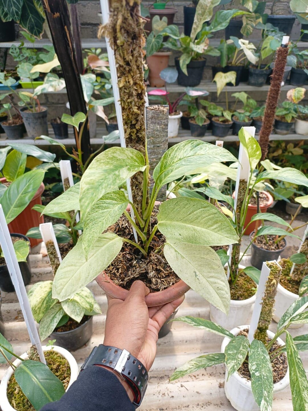 Monstera Laniata Mint Variegated Aroid Variegated Plant Gift - Etsy