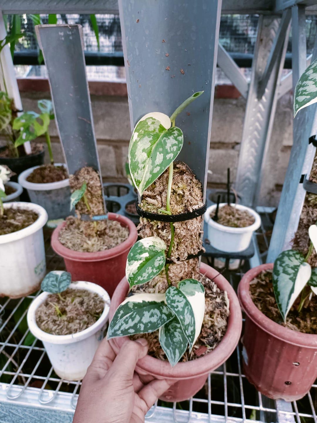 Scindapsus Mayari Variegated Aroid Variegated Plant Gift - Etsy