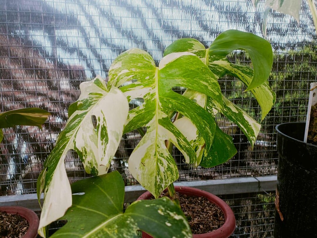 Monstera White Tiger Aroid Variegated Plant Gift - Etsy