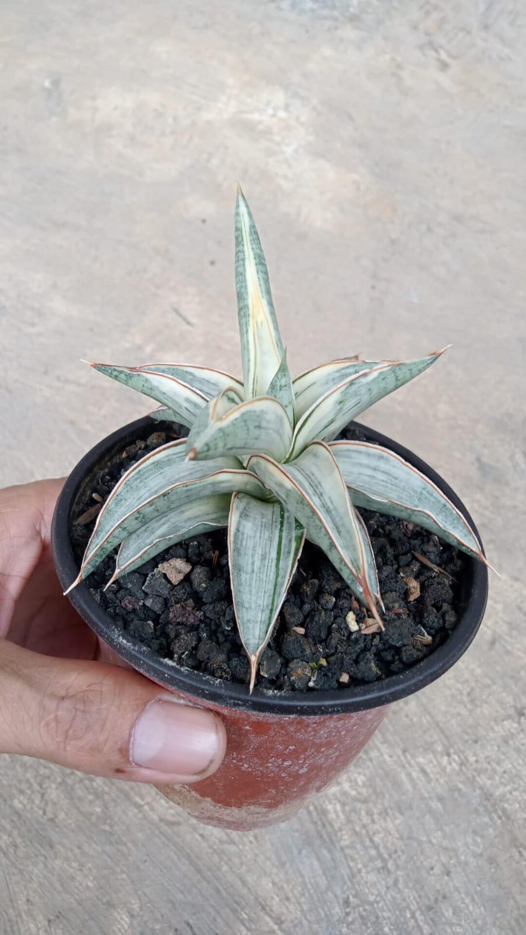 Sansevieria Blue Clone Variegated Aroid Variegated Plant Gift - Etsy