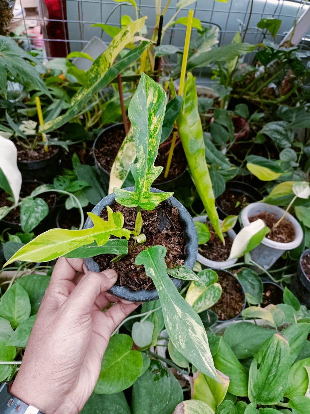 Hybrid Philodendron Florida Beauty X Tortum Aroid Variegated Plant Gift ...