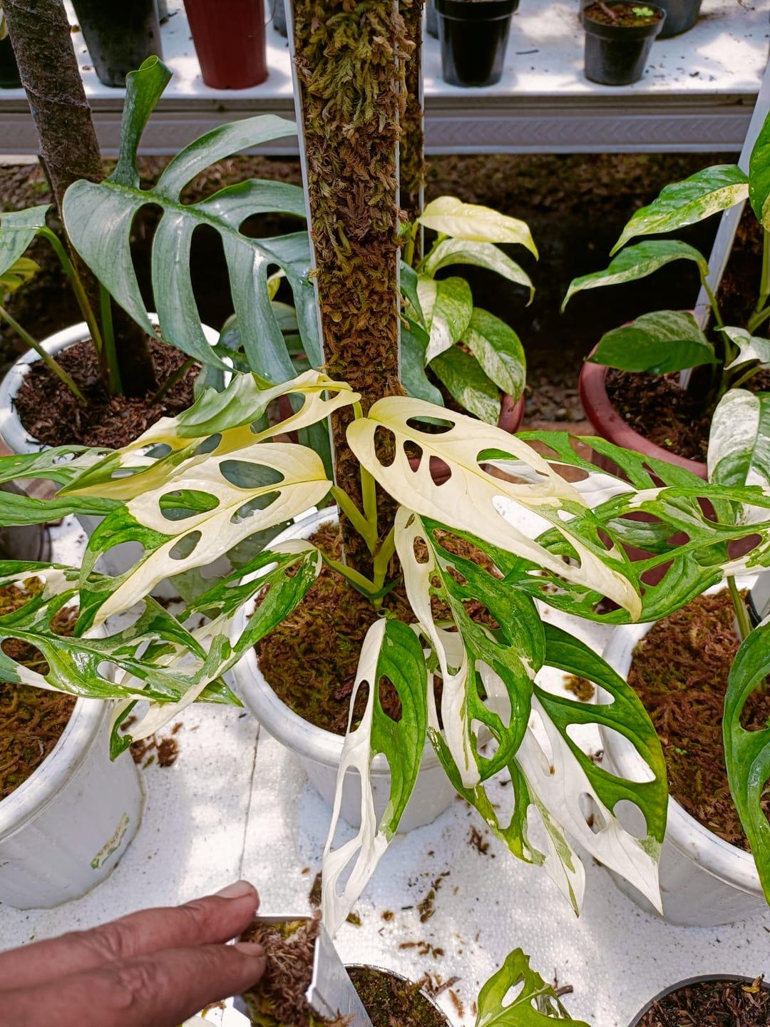 Monstera Adansonii Giant Variegated Aroid Variegated Plant Gift - Etsy