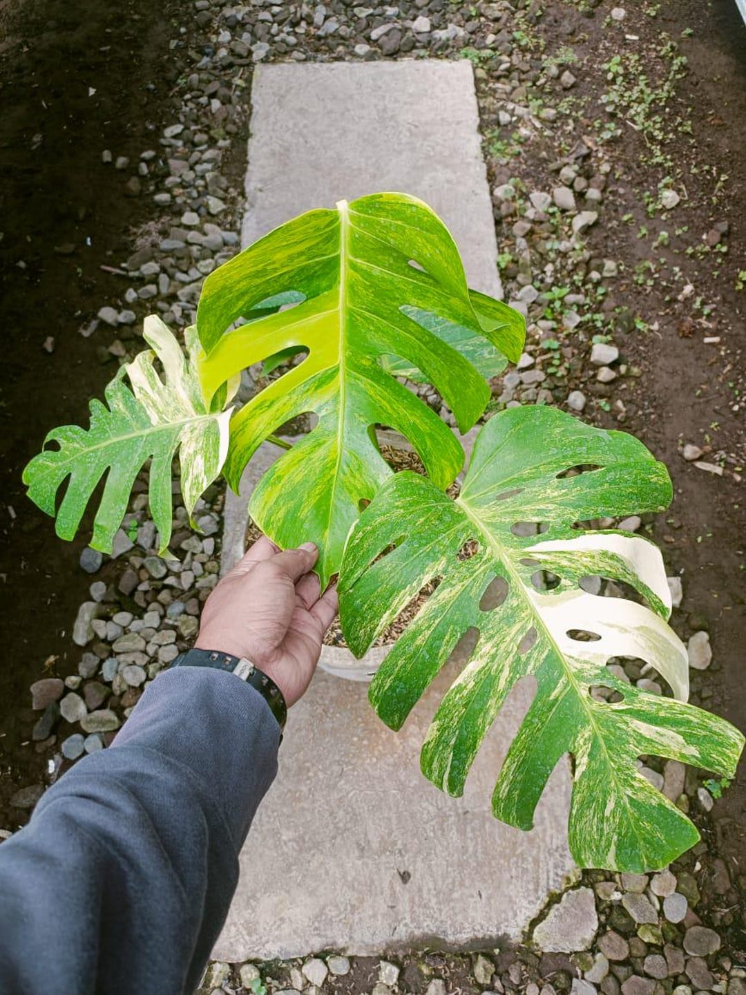 Monstera Aurea Marmorata Big Size Aroid Variegated Plant Gift - Etsy