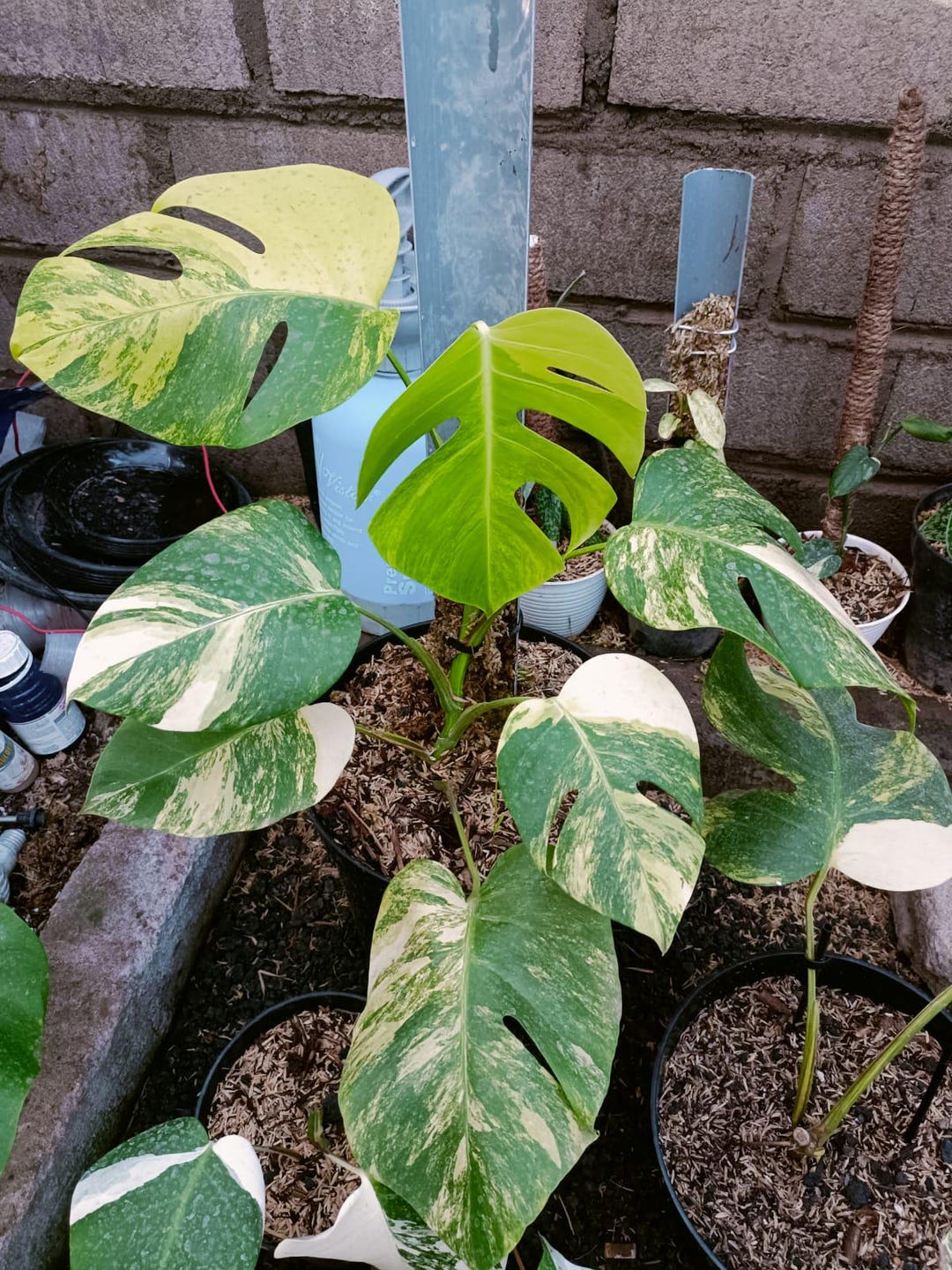 Monstera Aurea Marmorata Big Size Aroid Variegated Plant Gift - Etsy