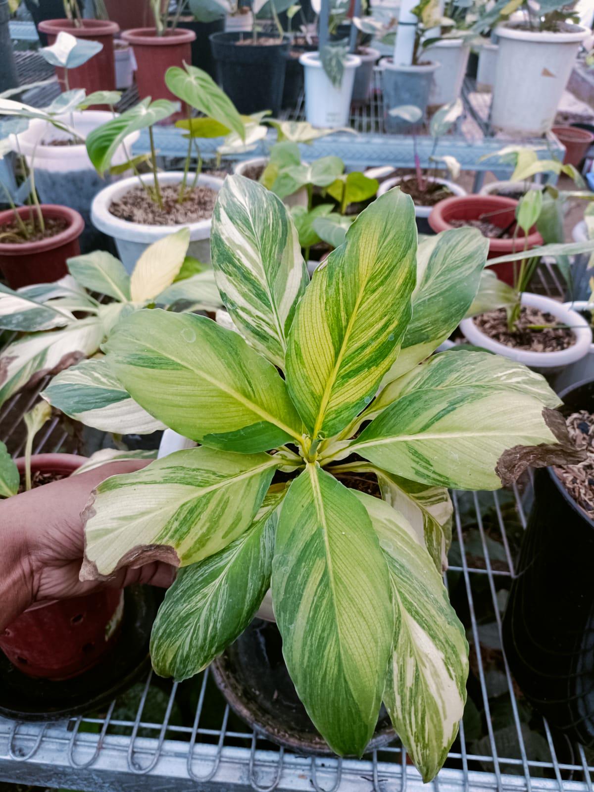 Spathiphyllum Sensation Variegated Aroid Variegated Plant Gift - Etsy