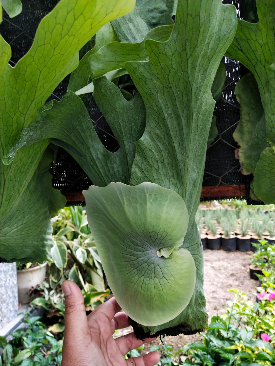 Platycerium Wandae Aroid Variegated Plant Gift - Etsy