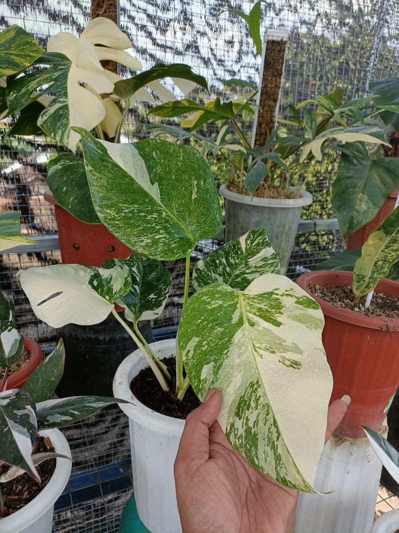 Monstera White Tiger Aroid Variegated Plant Gift - Etsy