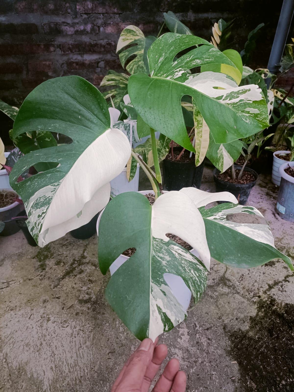 Monstera Albo Variegated Aroid Variegated Plant Gift - Etsy