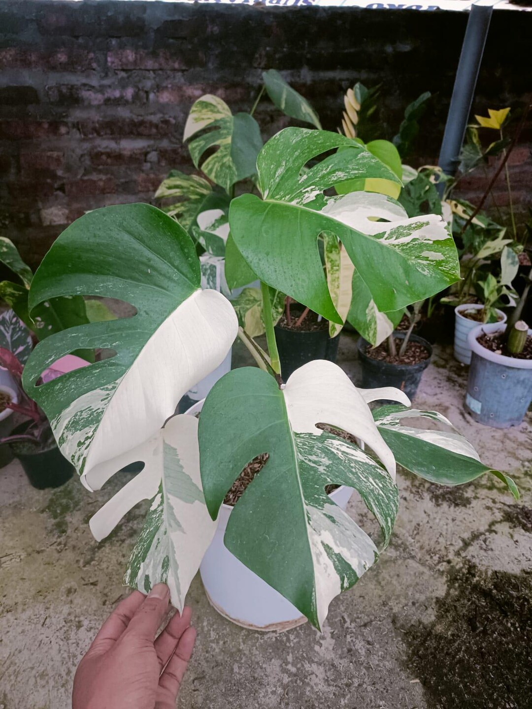 Monstera Albo Variegated Aroid Variegated Plant Gift - Etsy