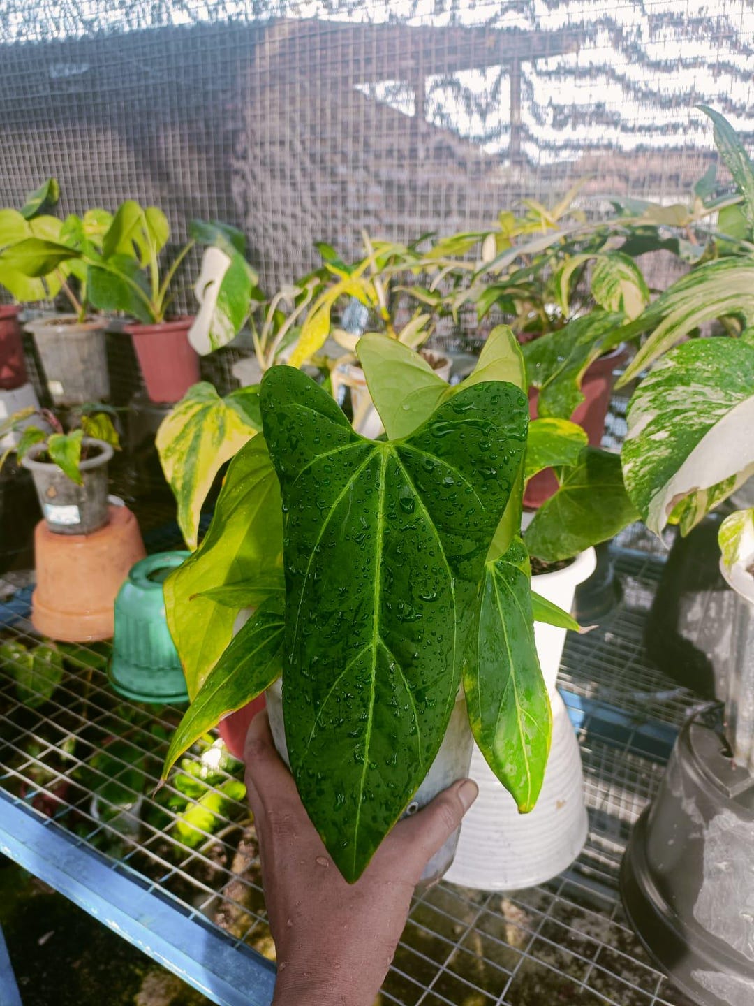 Hybrid Anthurium Delta Force X Papillilaminum Aroid Variegated Plant ...