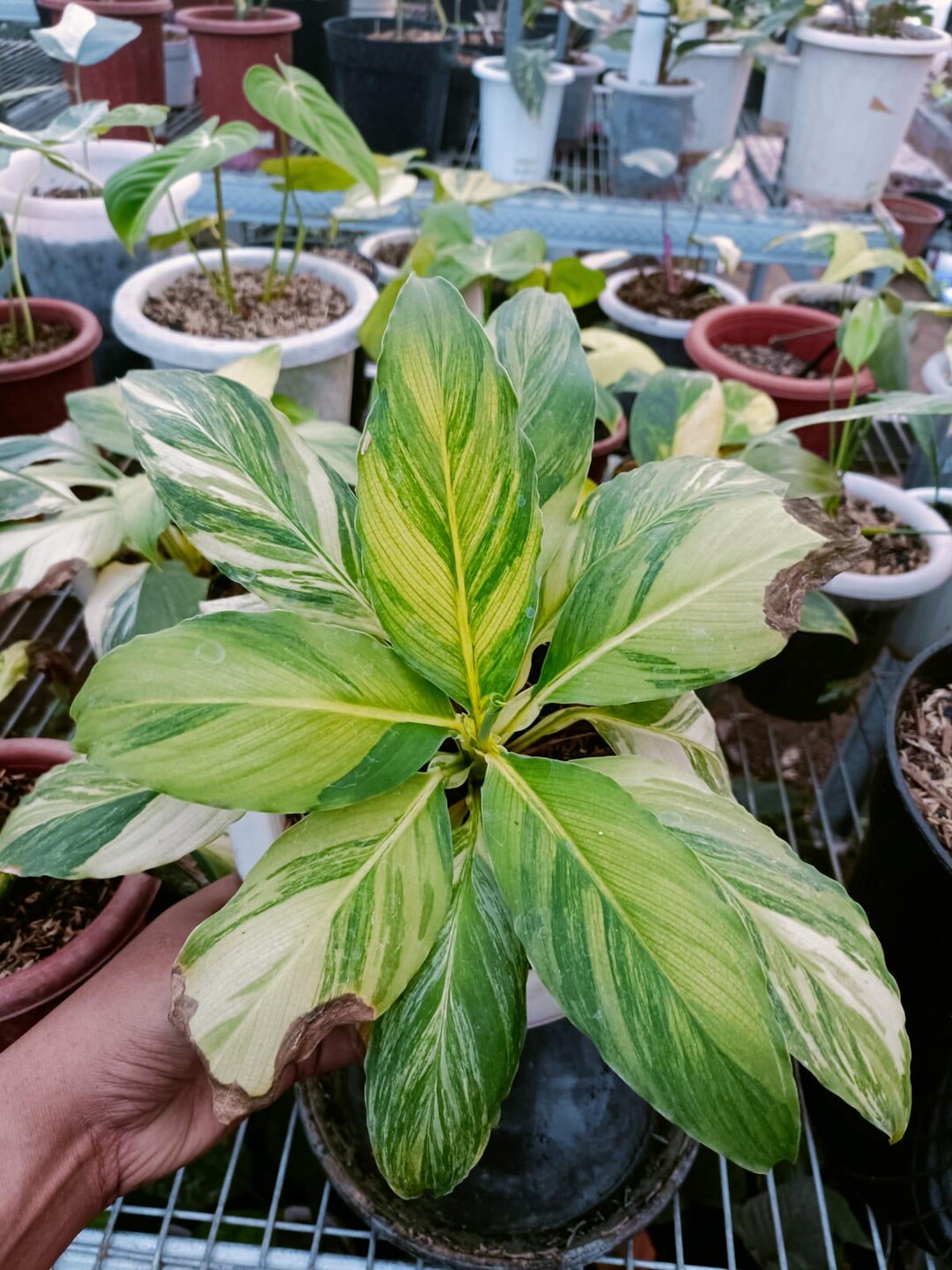 Spathiphyllum Sensation Variegated Aroid Variegated Plant Gift - Etsy