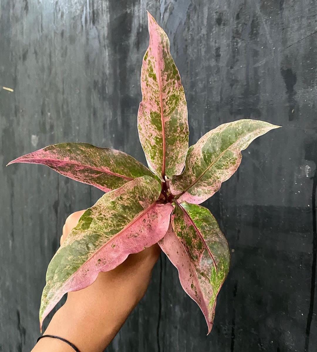 Anthurium Hookeri Pink Variegated Aroid Variegated Plant Gift - Etsy