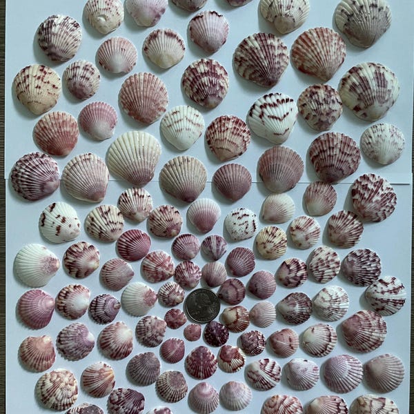 100 Shells, Spectral Bittersweet Clam Shells, Florida Shells - Etsy