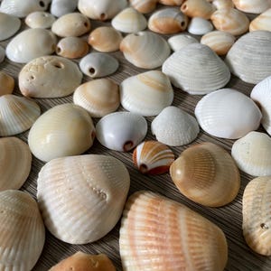 100 Shells With Natural Holes, Good for Mobiles, Windchimes, Jewelry - Etsy