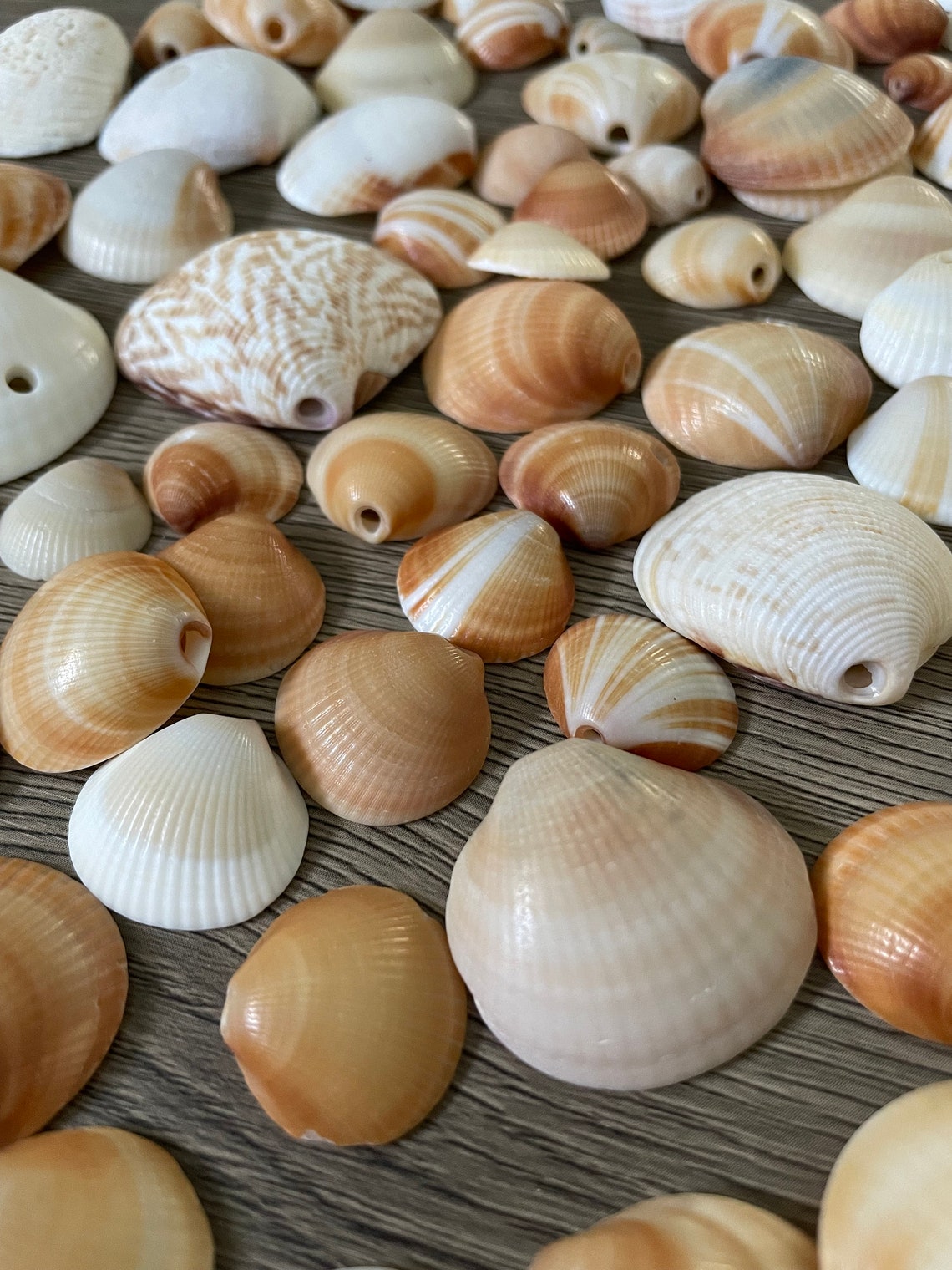 100 Shells With Natural Holes, Good for Mobiles, Windchimes, Jewelry - Etsy