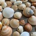 100 Shells With Natural Holes, Good for Mobiles, Windchimes, Jewelry - Etsy