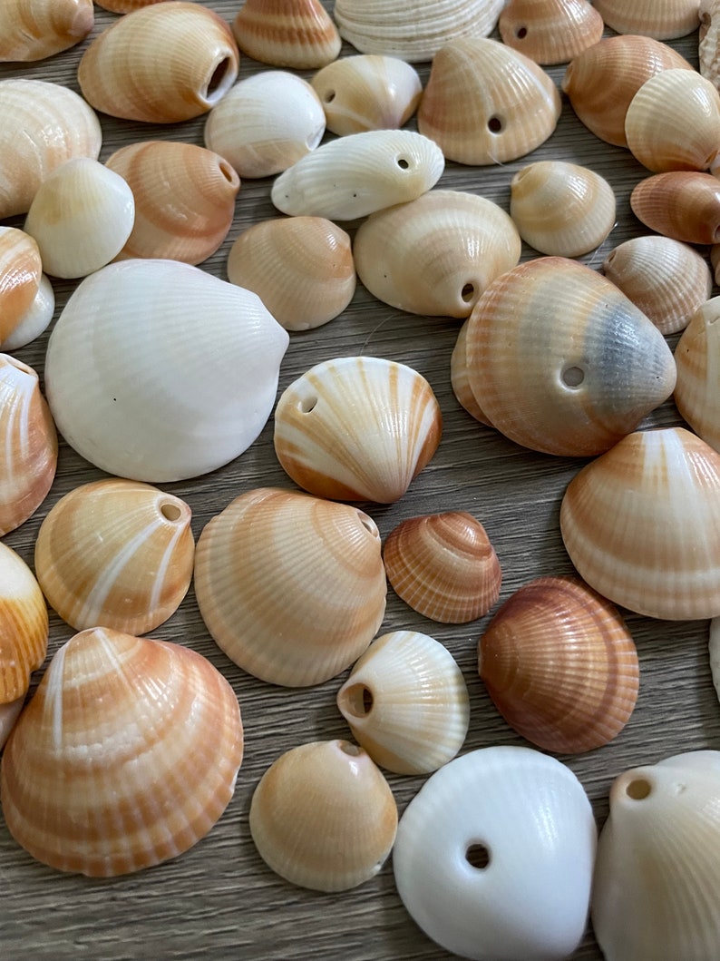100 Shells With Natural Holes, Good for Mobiles, Windchimes, Jewelry - Etsy