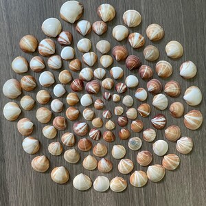 100 Shells, Spectral Bittersweet Clam Shells, Florida Shells - Etsy