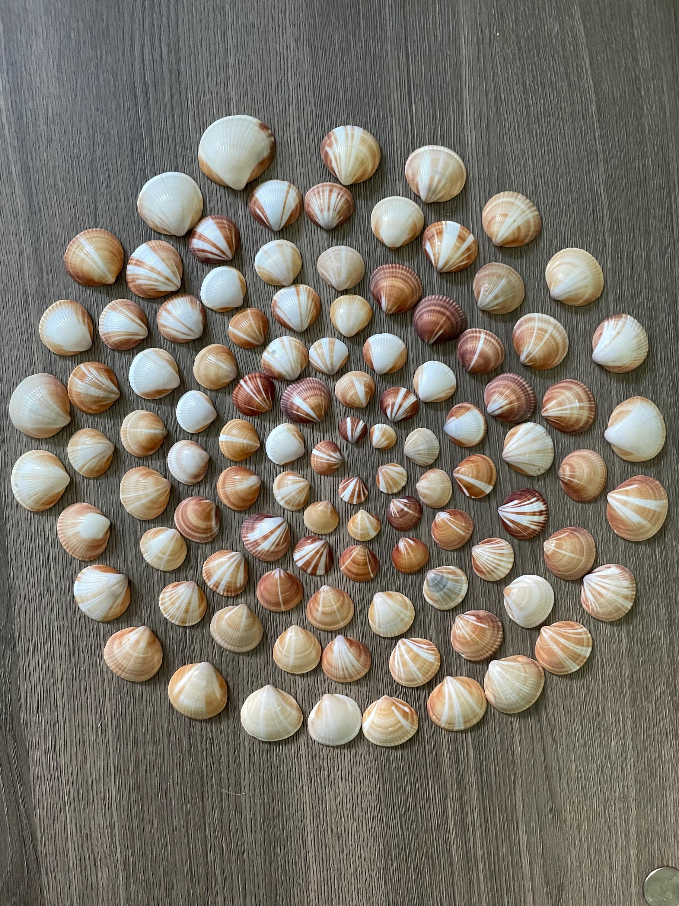 100 Shells, Spectral Bittersweet Clam Shells, Florida Shells - Etsy