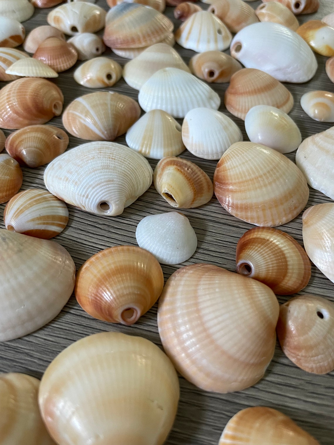 100 Shells With Natural Holes, Good for Mobiles, Windchimes, Jewelry - Etsy