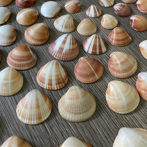 100 Shells, Spectral Bittersweet Clam Shells, Florida Shells - Etsy