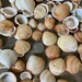 100 Shells With Natural Holes, Good for Mobiles, Windchimes, Jewelry - Etsy