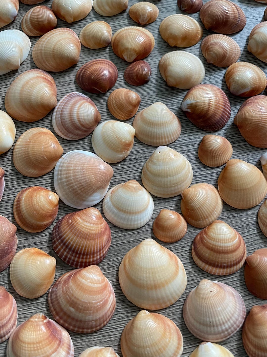 100 Shells, Bittersweet Clam Shells, Florida Shells - Etsy