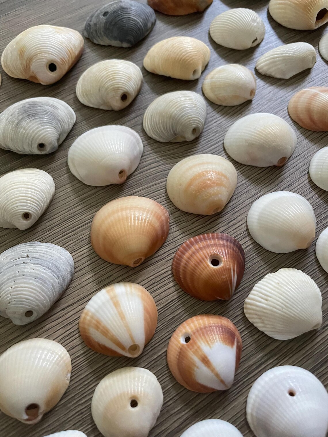 100 Shells With Natural Holes, Good for Mobiles, Windchimes, Jewelry - Etsy