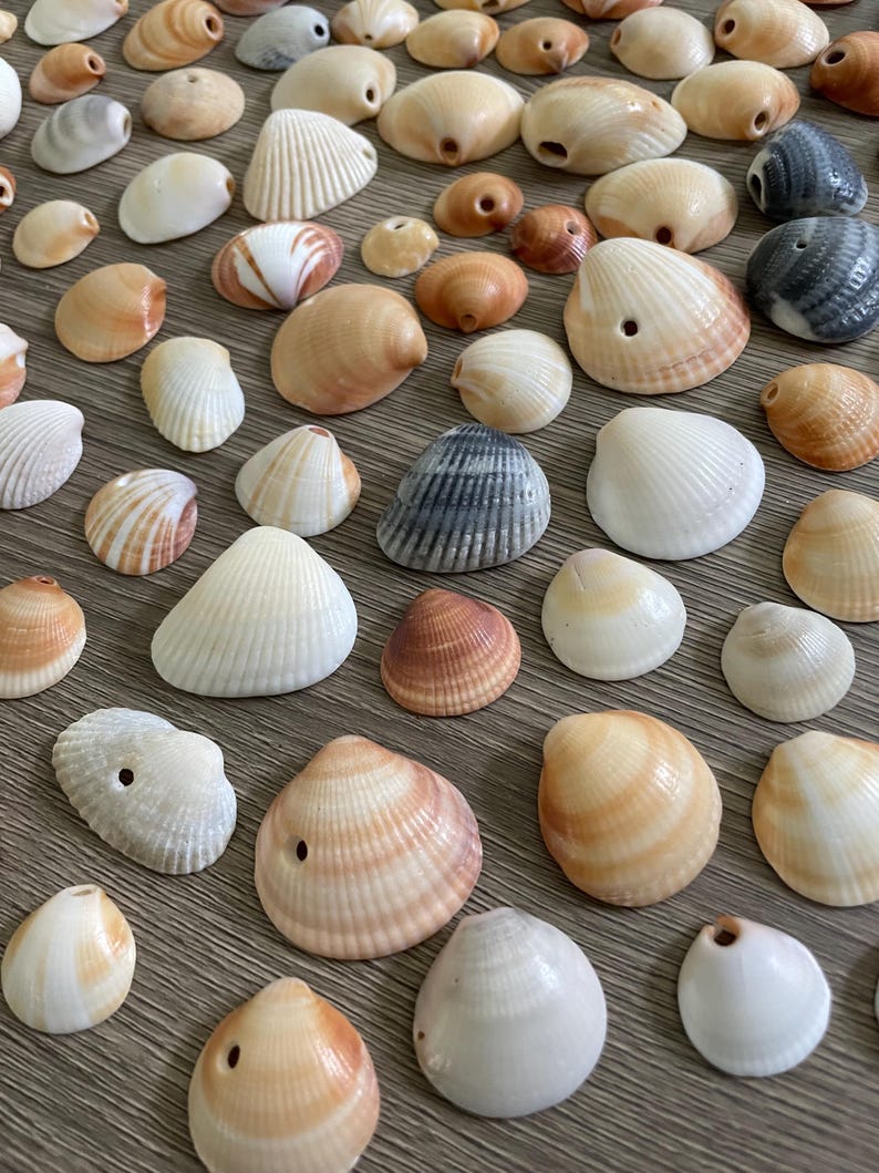 100 Shells With Natural Holes, Good for Mobiles, Windchimes, Jewelry - Etsy
