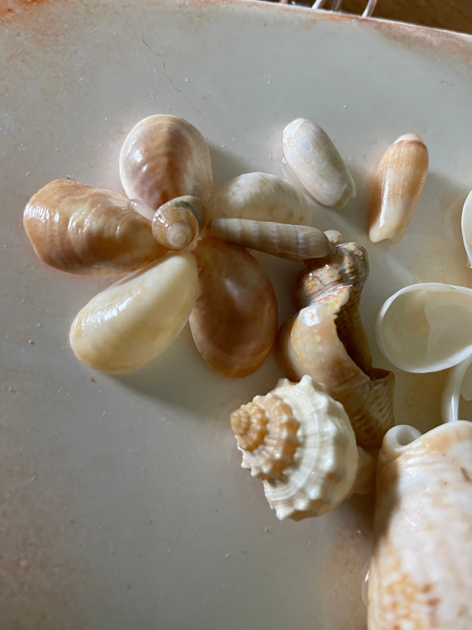 Flower Bouquet Made From Shells, Beach Art, Hanging Tile - Etsy