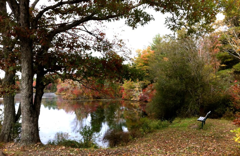 Autumn Fall Pond Foliage Park Bench Stock Photo Image Free Use - Etsy