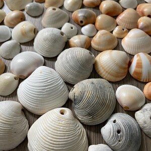 100 Shells With Natural Holes, Good for Mobiles, Windchimes, Jewelry - Etsy