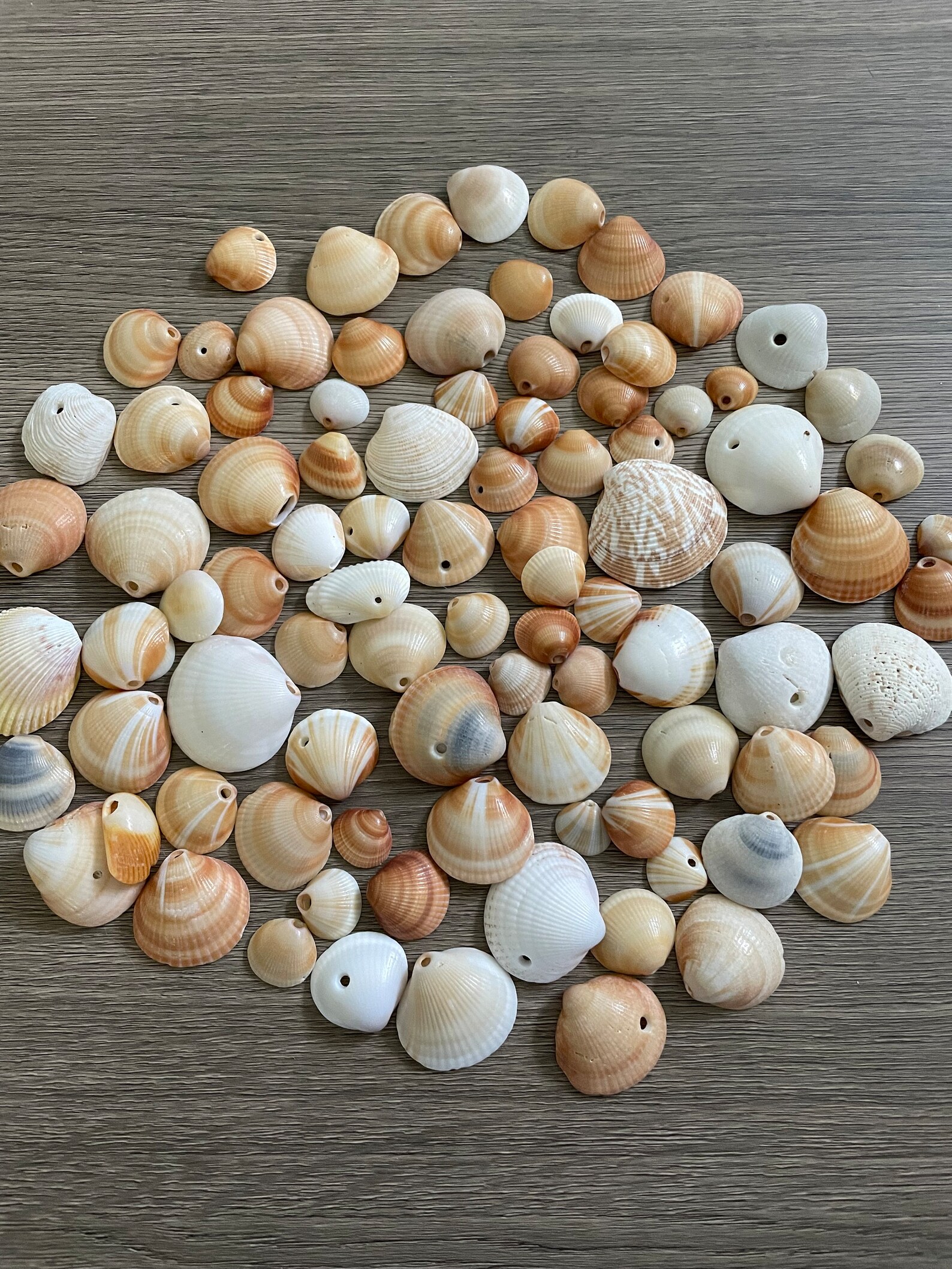100 Shells With Natural Holes, Good for Mobiles, Windchimes, Jewelry - Etsy