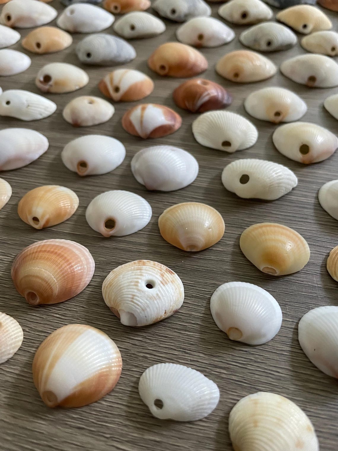 100 Shells With Natural Holes, Good for Mobiles, Windchimes, Jewelry - Etsy