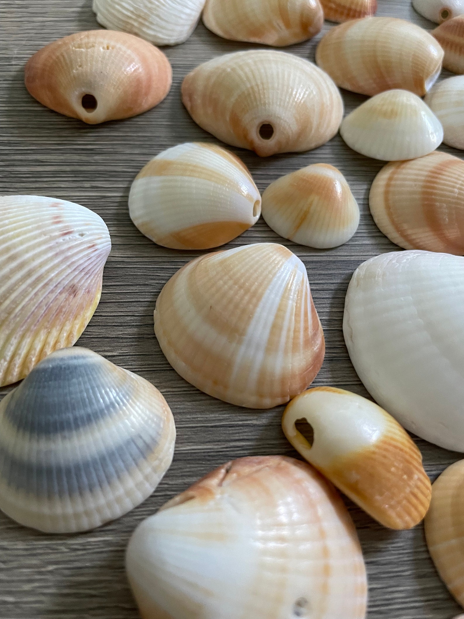 100 Shells With Natural Holes, Good for Mobiles, Windchimes, Jewelry - Etsy