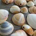 100 Shells With Natural Holes, Good for Mobiles, Windchimes, Jewelry - Etsy