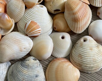 100 Shells With Natural Holes, Good for Mobiles, Windchimes, Jewelry - Etsy