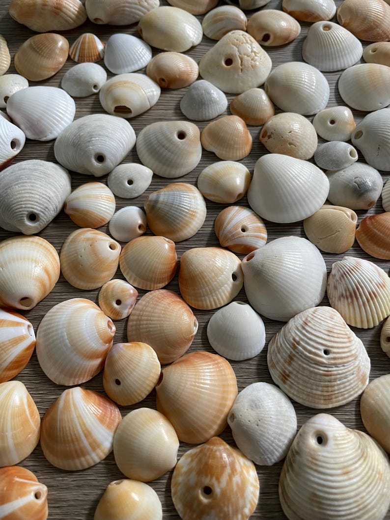 100 Shells With Natural Holes, Good for Mobiles, Windchimes, Jewelry - Etsy