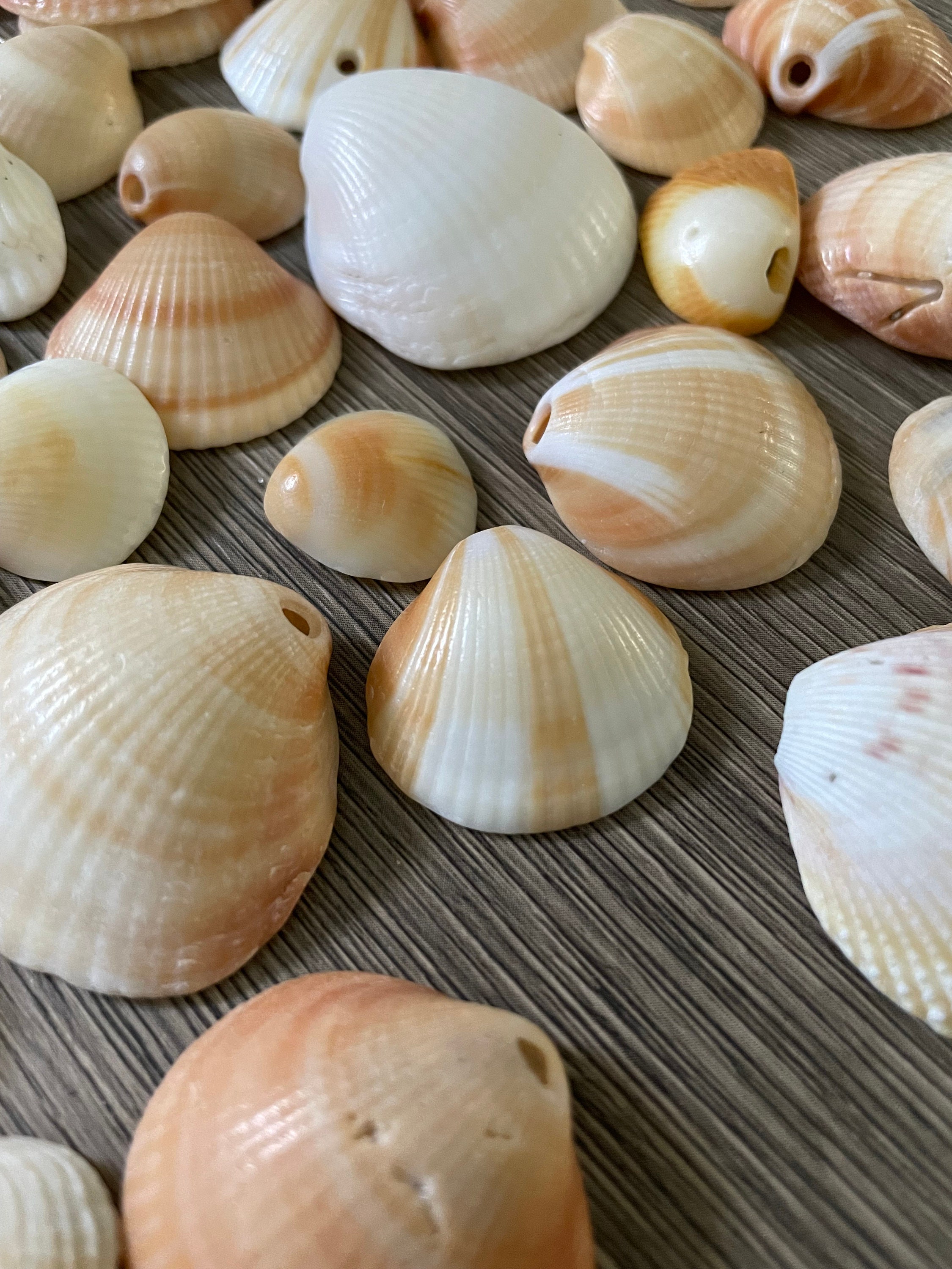 100 Shells With Natural Holes, Good for Mobiles, Windchimes, Jewelry - Etsy