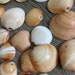 100 Shells With Natural Holes, Good for Mobiles, Windchimes, Jewelry - Etsy