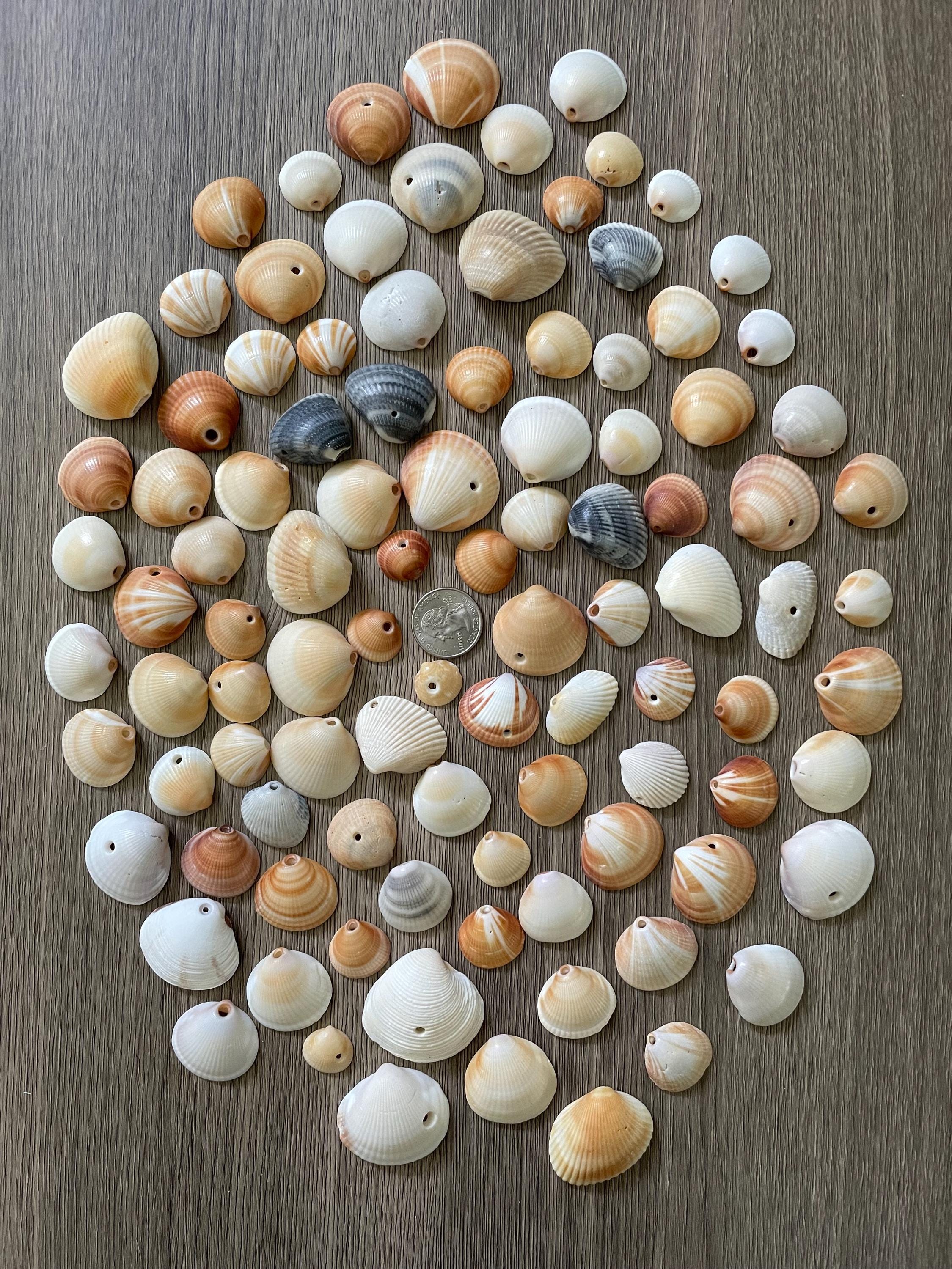 100 Shells With Natural Holes, Good for Mobiles, Windchimes, Jewelry - Etsy