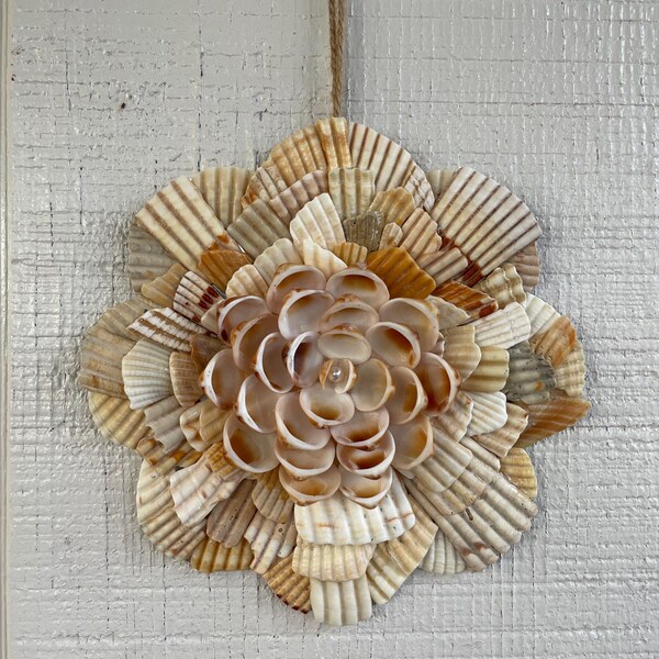 100 Shells, Spectral Bittersweet Clam Shells, Florida Shells - Etsy