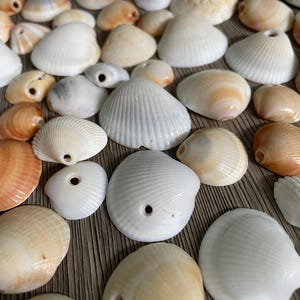 100 Shells With Natural Holes, Good for Mobiles, Windchimes, Jewelry - Etsy