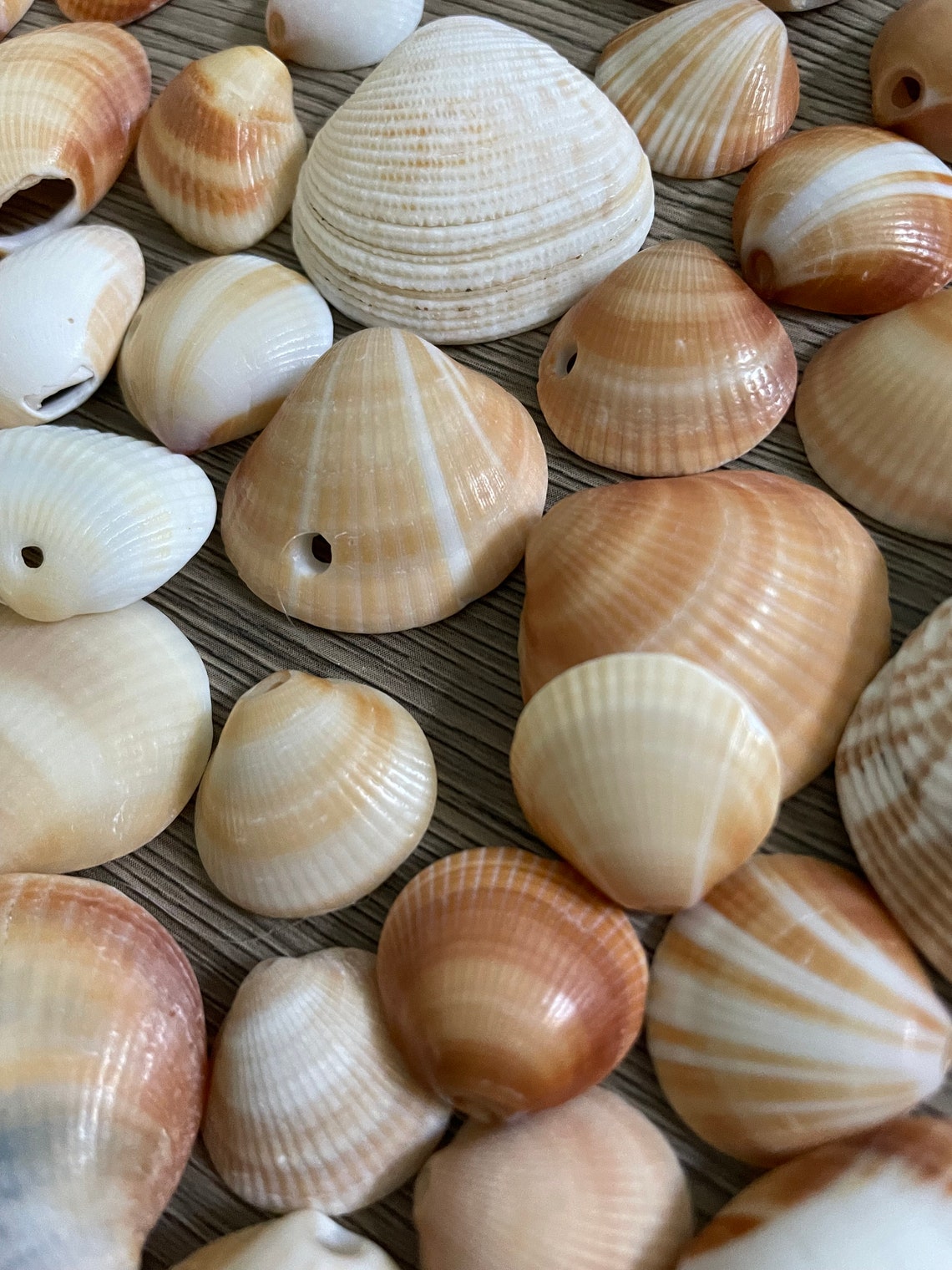 100 Shells With Natural Holes, Good for Mobiles, Windchimes, Jewelry - Etsy